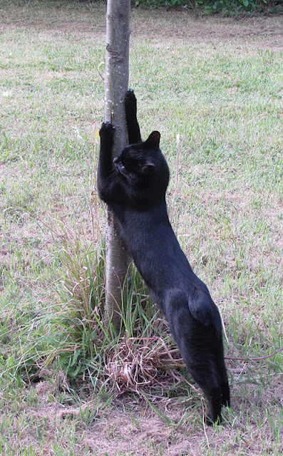 Friday Fun: More animals pole dancing ~ Go POLE! (or Go Home)