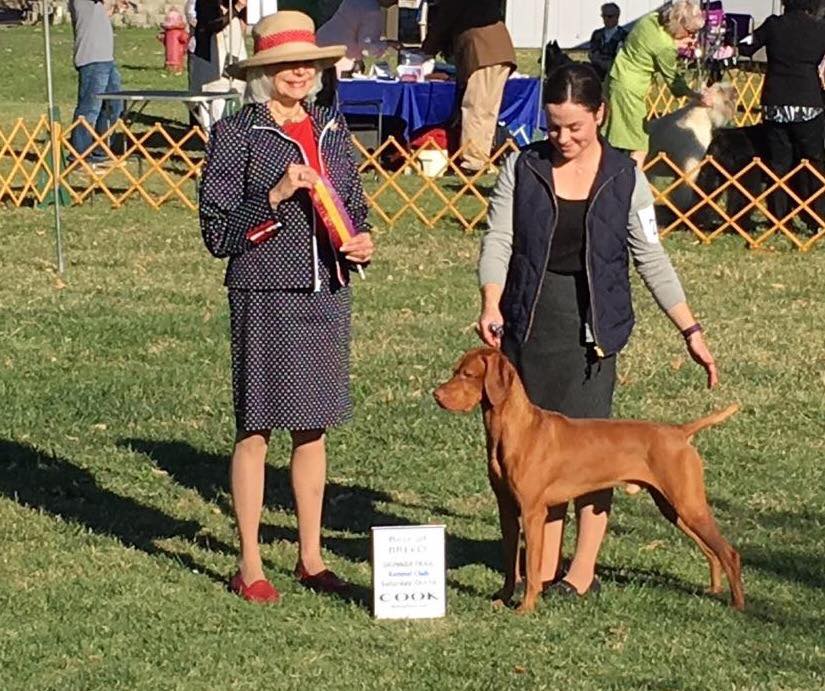 Positive Training for Show Dogs
