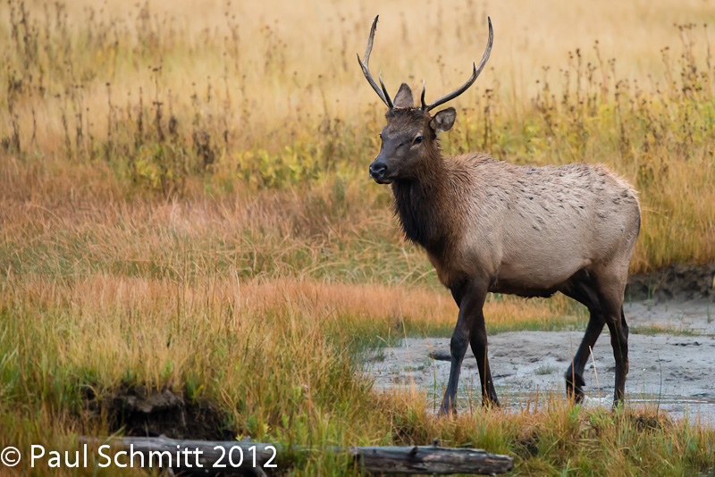 Birds-n-Blooms: Rocky Mountain Highlights- Elk, Bison & Moose