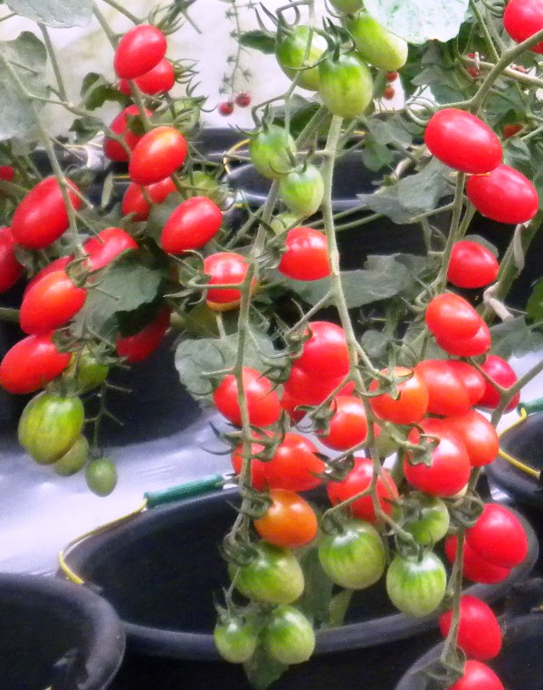 Budidaya Tomat Cherry Dengan Metode Hidroponik