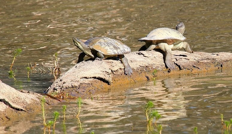 Variety of Life: Chelidae