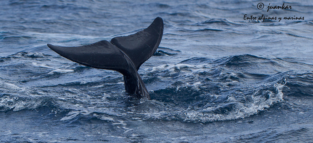 Entre alpinas y marinas.: Calderón gris ( Grampus griseus ) Risso´s dolphin