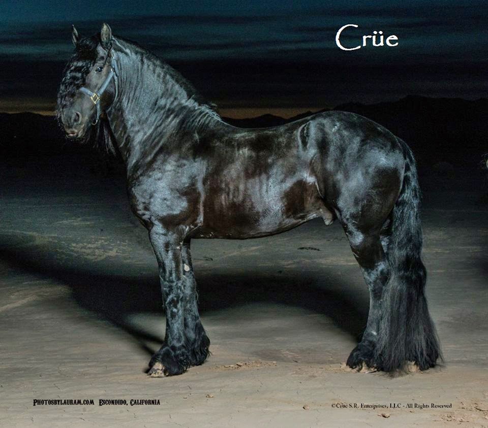 Sable Ranch Friesian Horses: The 3 Types of Friesians