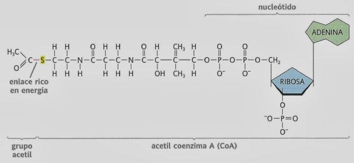 Introducción al metabolismo | Apuntes de Bioquímica