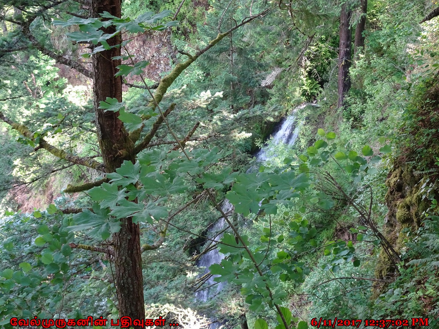 Angels Rest Hiking Oregon - Exploring My Life