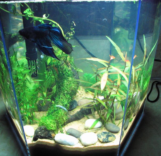 betta fish tips: Betta Fish Care - Free Guide