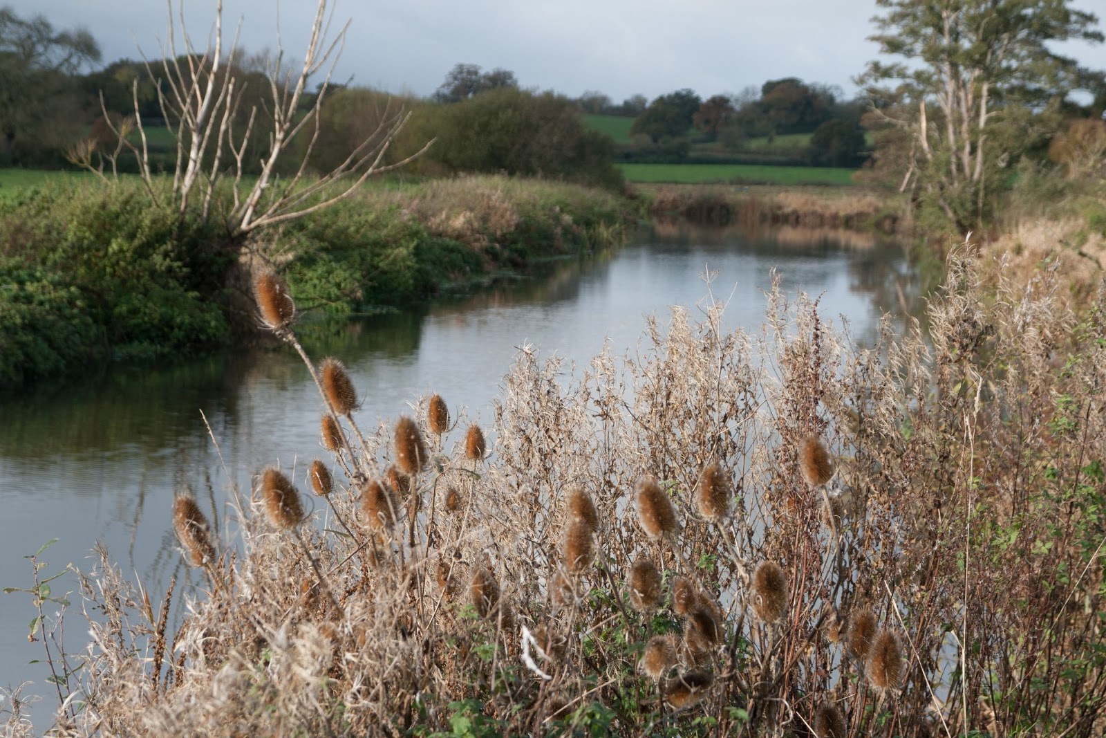 Walking Dorset's gridsquares: Stour Valley Way