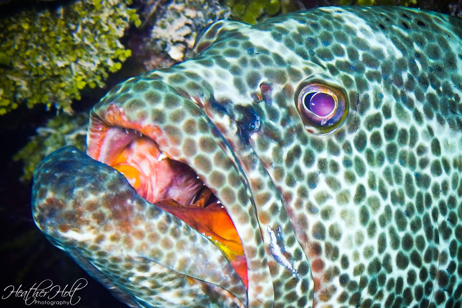 SILVER SANDS: Groupers Galore!