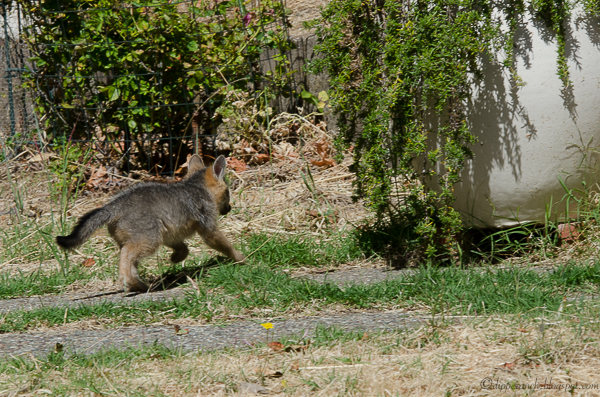 Dipper Ranch: Fox Pups in the Barn