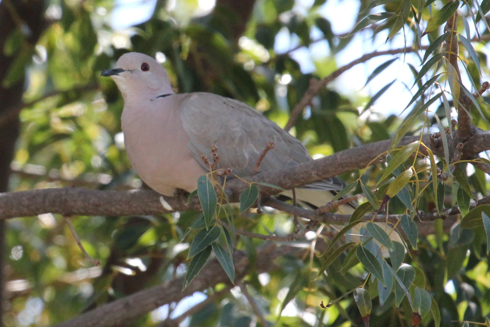 One Bird A Day: Day 115: African Collared Dove