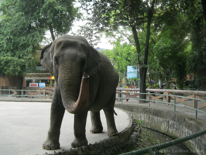 My First Visit to Manila Zoo |Filipino Sojourner
