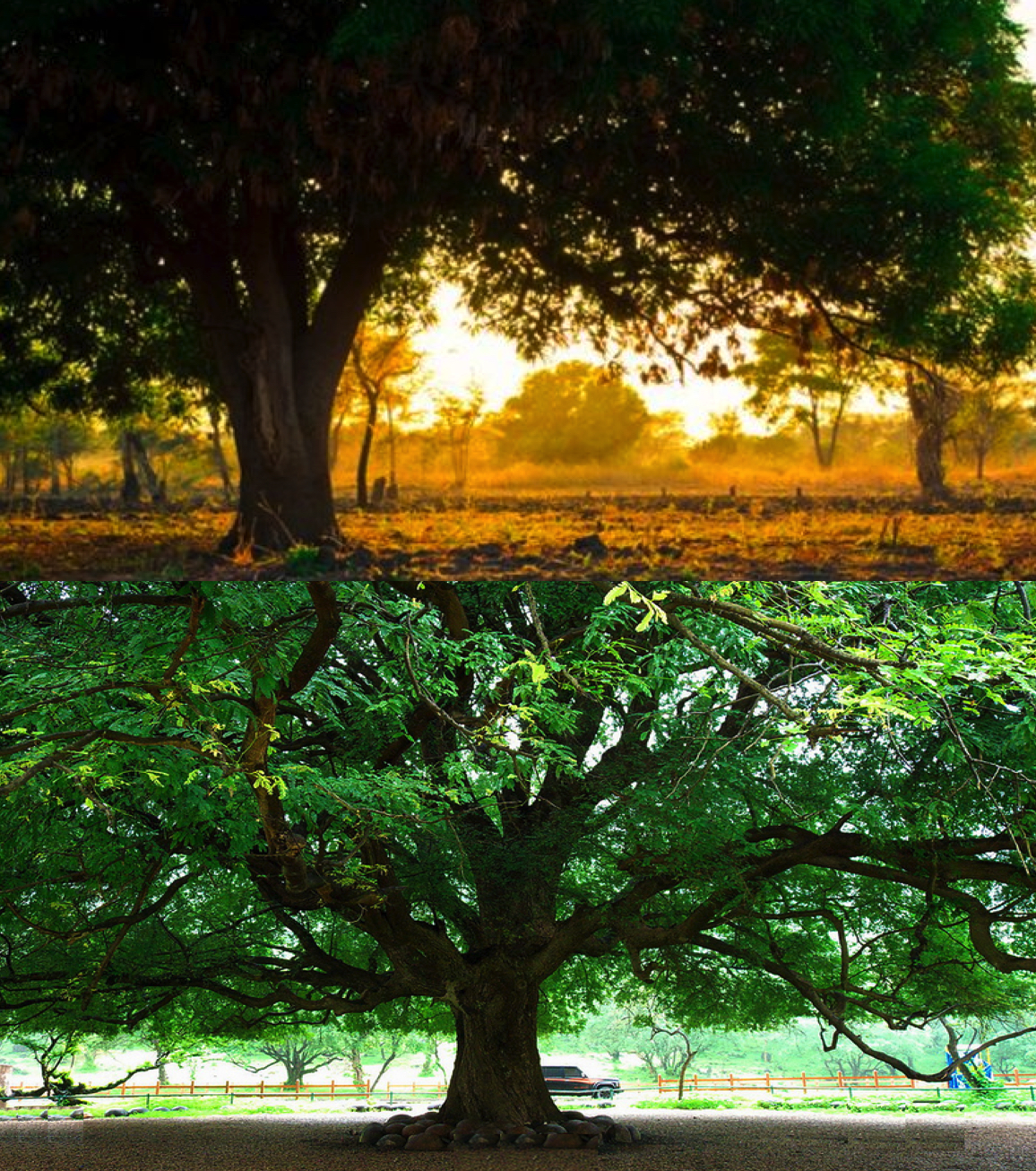 NephiCode: Khor Rori”s Wadi Darbat—the Valley of Large Trees – Part II