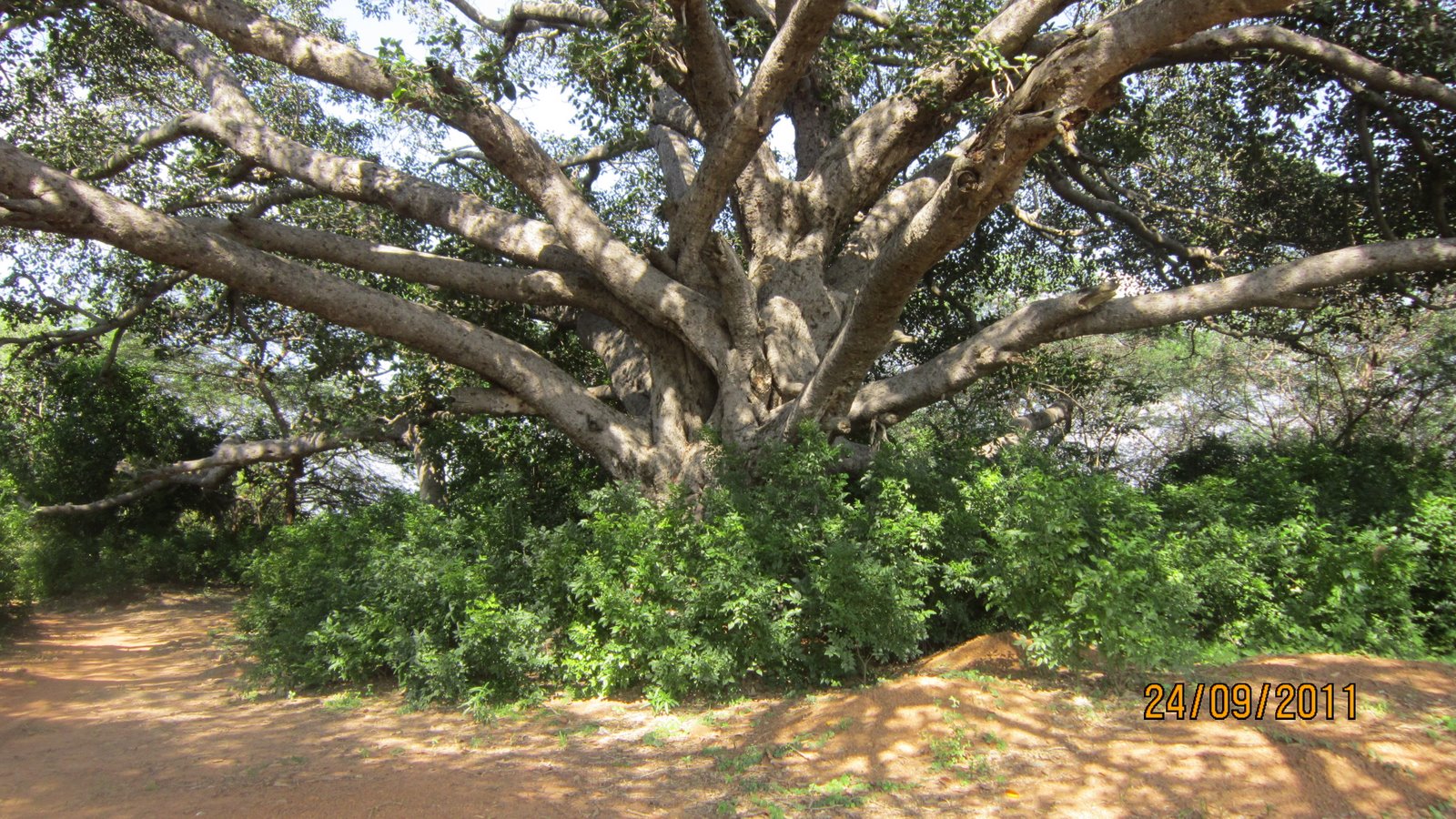 SIDDHARs: vellai vetti siddar near Karaikudi Sivaganga dist.Tamilnadu