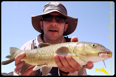 escamas doradas: ¡Cuánto tiempo sin verle, Sir Arthur!