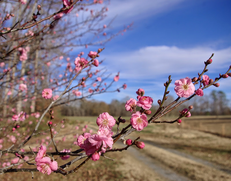 sweetbay: Blooming Friday ~ Delights in December