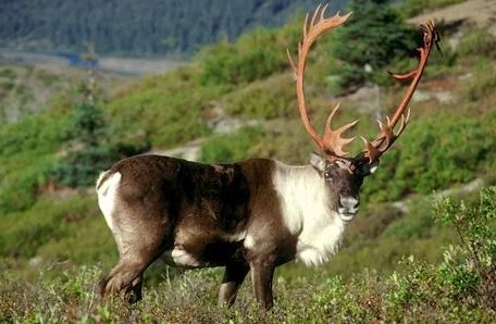 Depois Falamos: Caribu