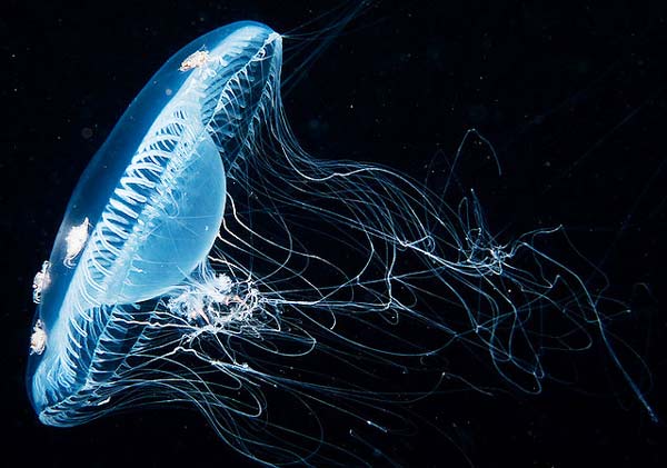 Aequorea victoria: Η «φωτεινη» μεδουσα! - Καναπεδάτος