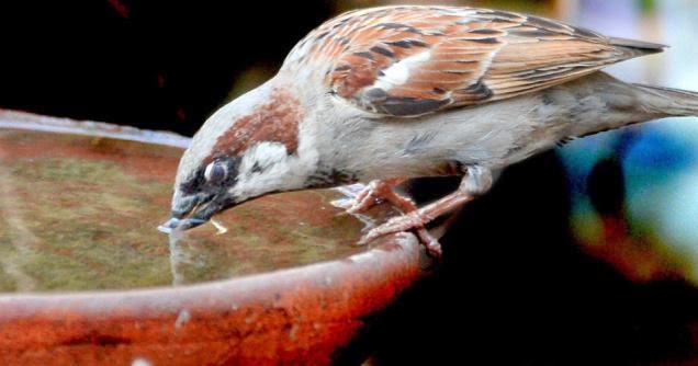 Easy Way (A Blog For Children): WE CAN SAVE SPARROWS ( Short Article)