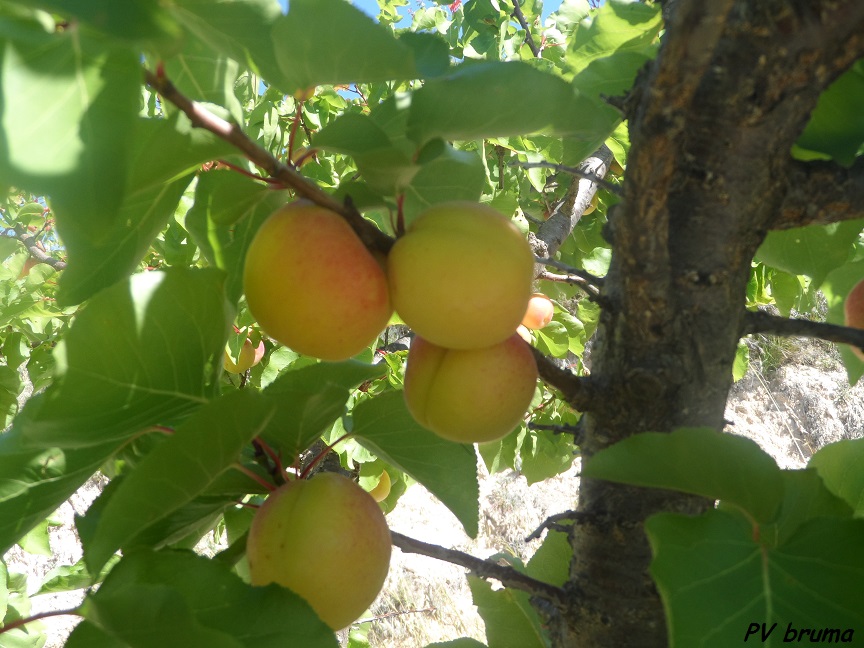 Paraíso Vegetal: Reportaje del campo: cogiendo albaricoques