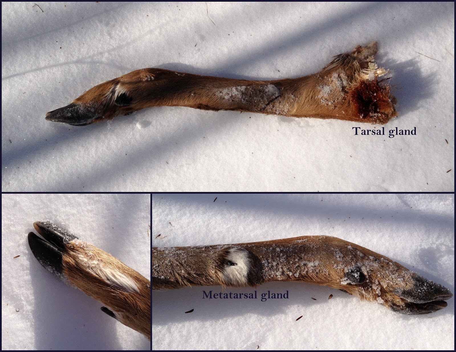 Spicebush Log: A Deer Leg