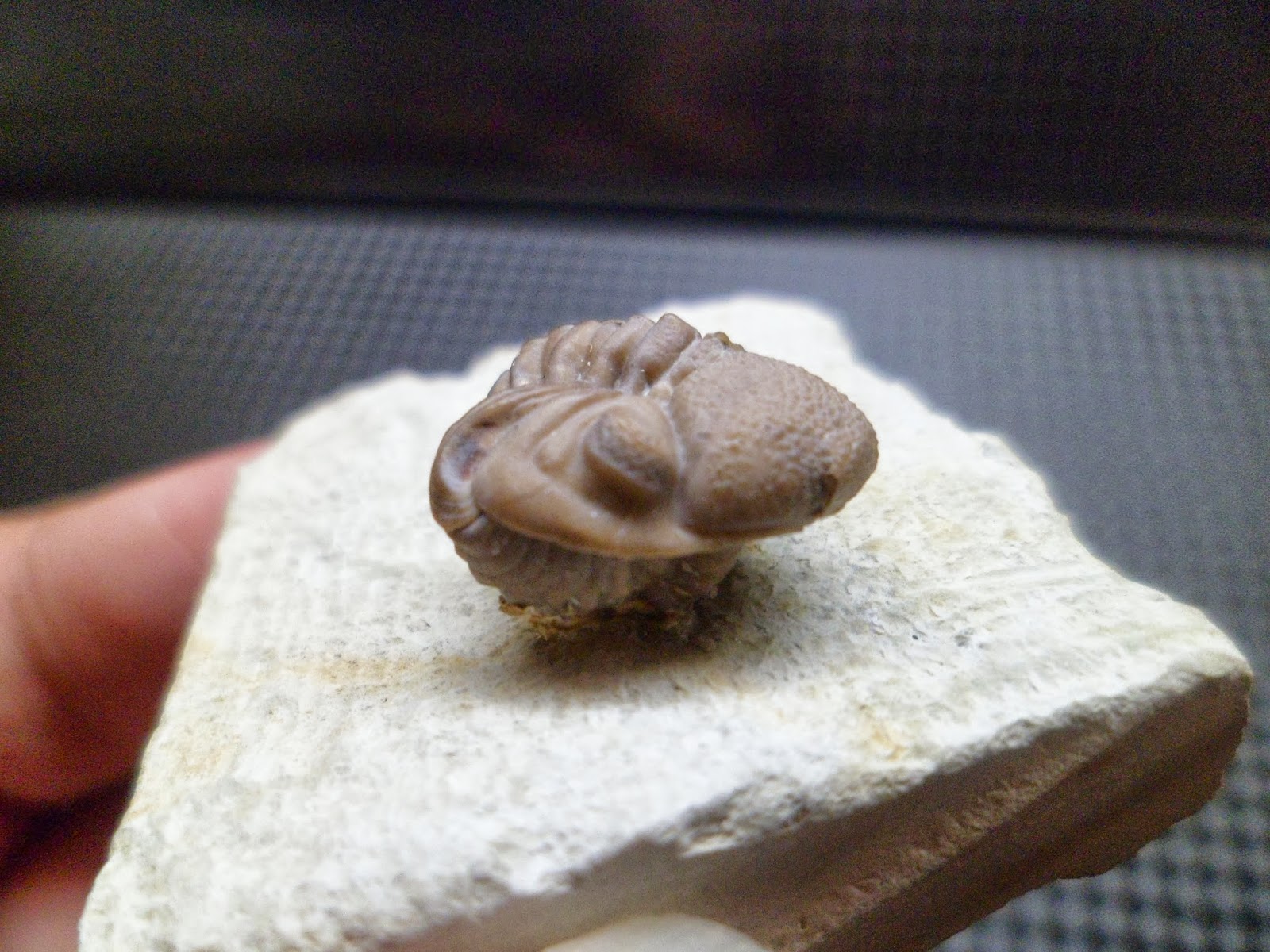 新盤古礦物化石工作室: 凱諾普斯三葉蟲 Kainops invius - 2