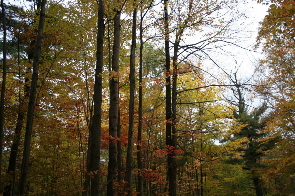 Mishy's Corner of the World: The Ganaraska Forest