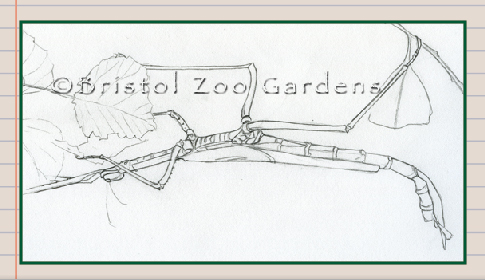 Diary of a zoo illustrator: Goliath stick insect illustration