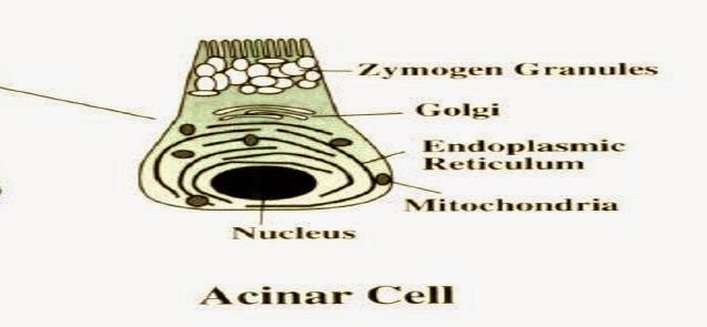 Bioquimica! : CIMÒGENOS (Proenzima)