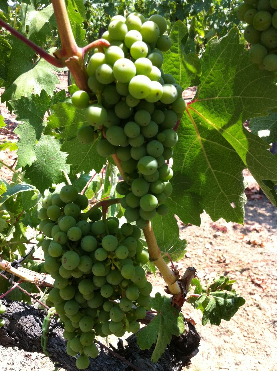 Everything Coastal: Attention Wine Lovers! Portugese Steamed Clams