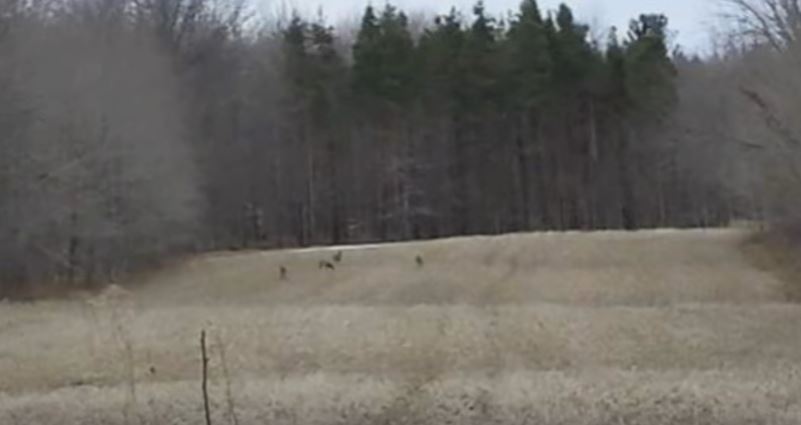 Law Enforcement Officer Talks About Ohio Grassman Bigfoot (Video ...