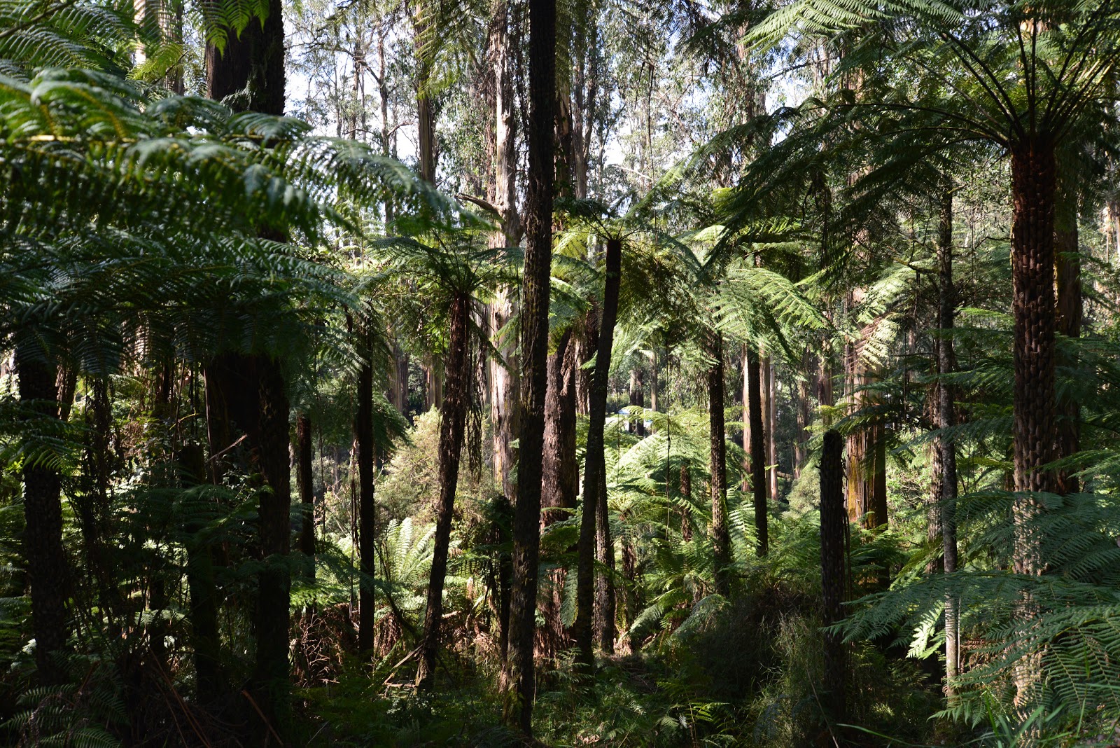 walkabouters club of victoria inc: Sherbrooke Forest, Dandenong Ranges ...
