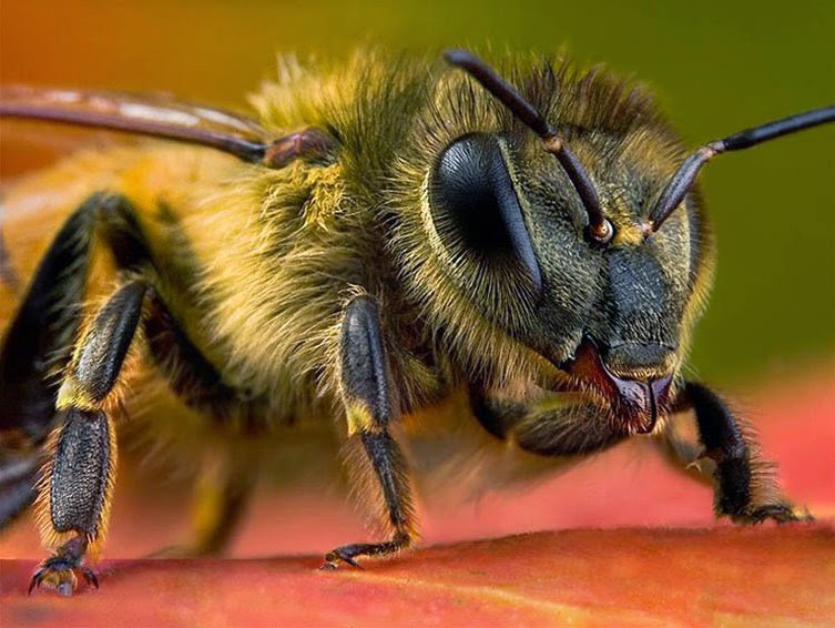 Interesting Green: If you chance upon a bee swarm...