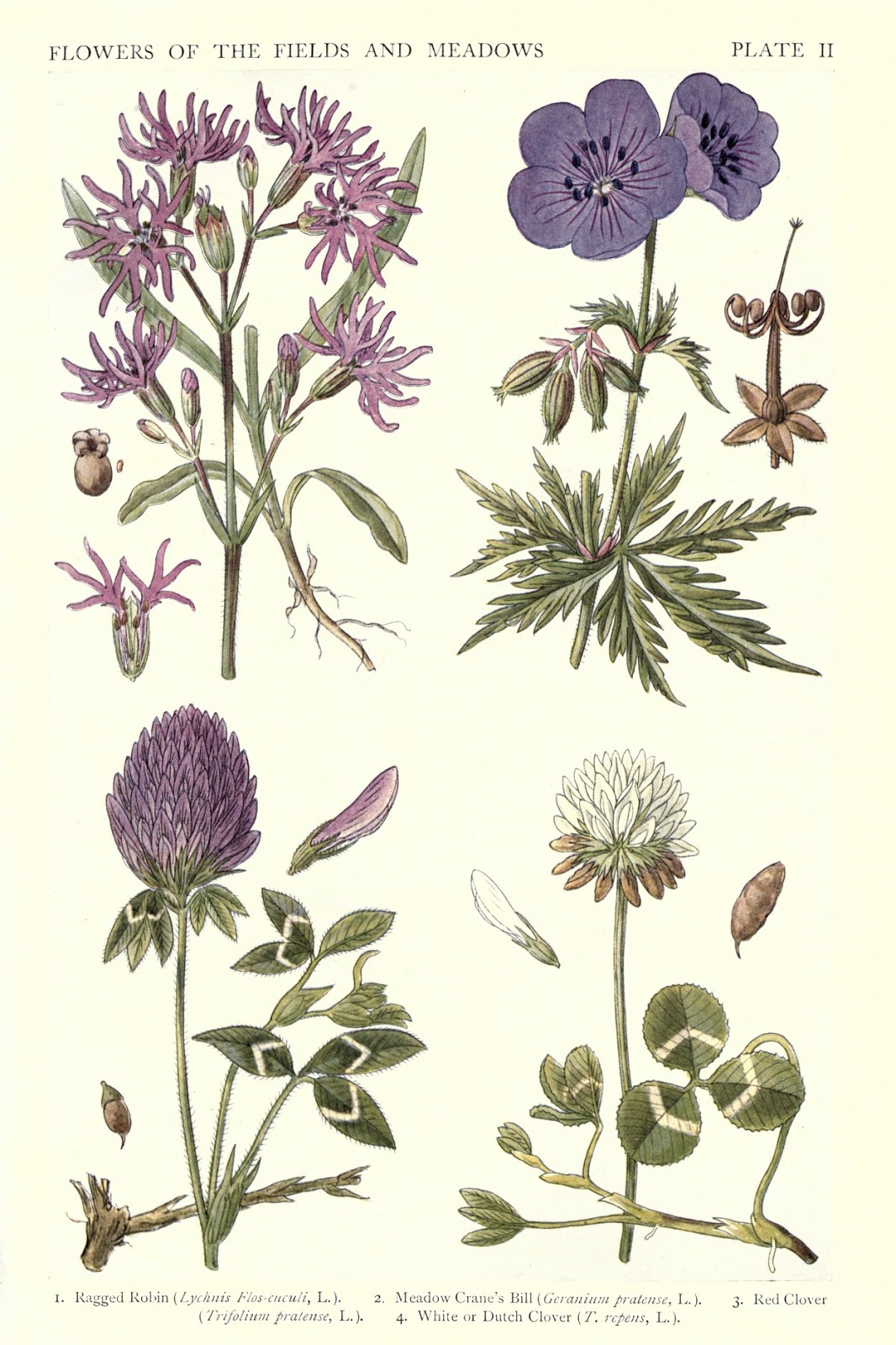 Elenor's Island: Illustration: Botanical Inspiration
