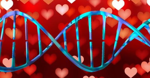 ♥ De Coração a Coração ♥: SEGREDOS DO AMOR EM SEU DNA
