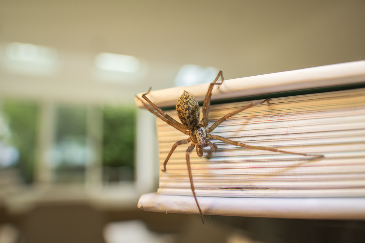 Matt Cole Macro Photography