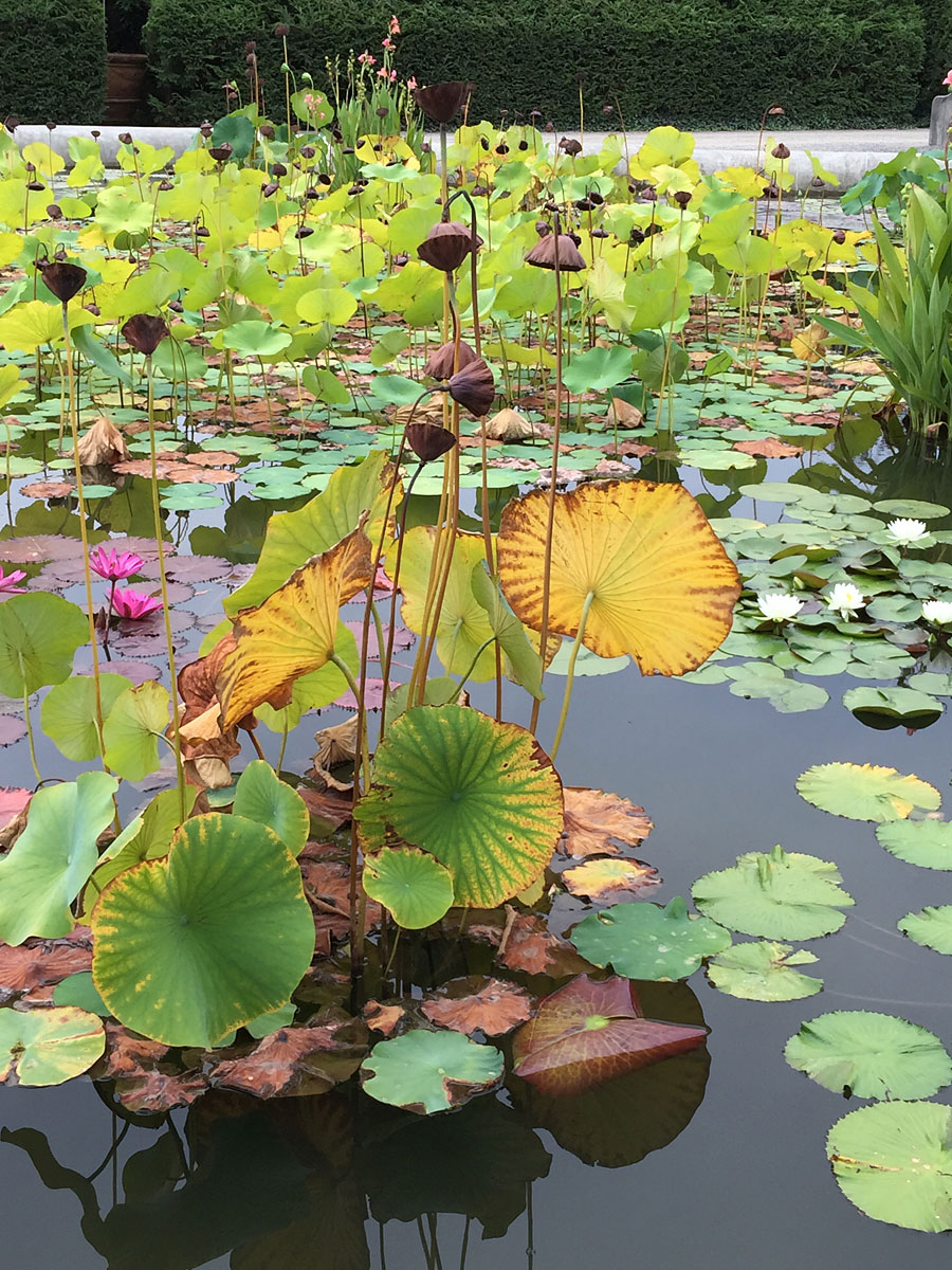 Lotus fruits and lovely gardens
