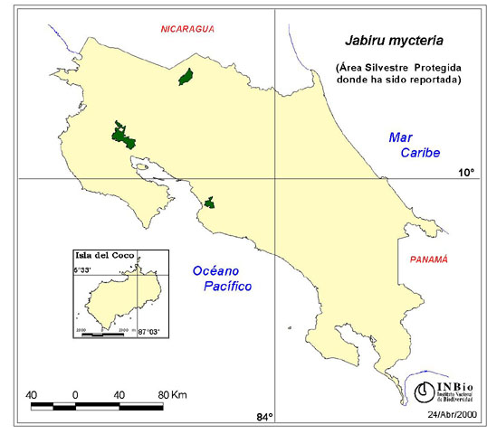 Jabirú Mycteria