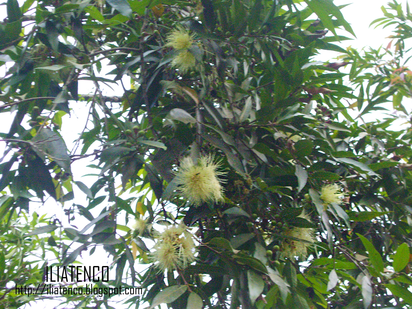 Iliatenco: Flor de Pumarosa