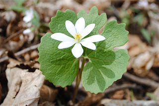 Wild Burlington: Blood Root (Sanguinaria canadensis)