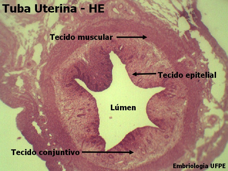 Embriologia UFPE: Ovogênese - Tuba Uterina