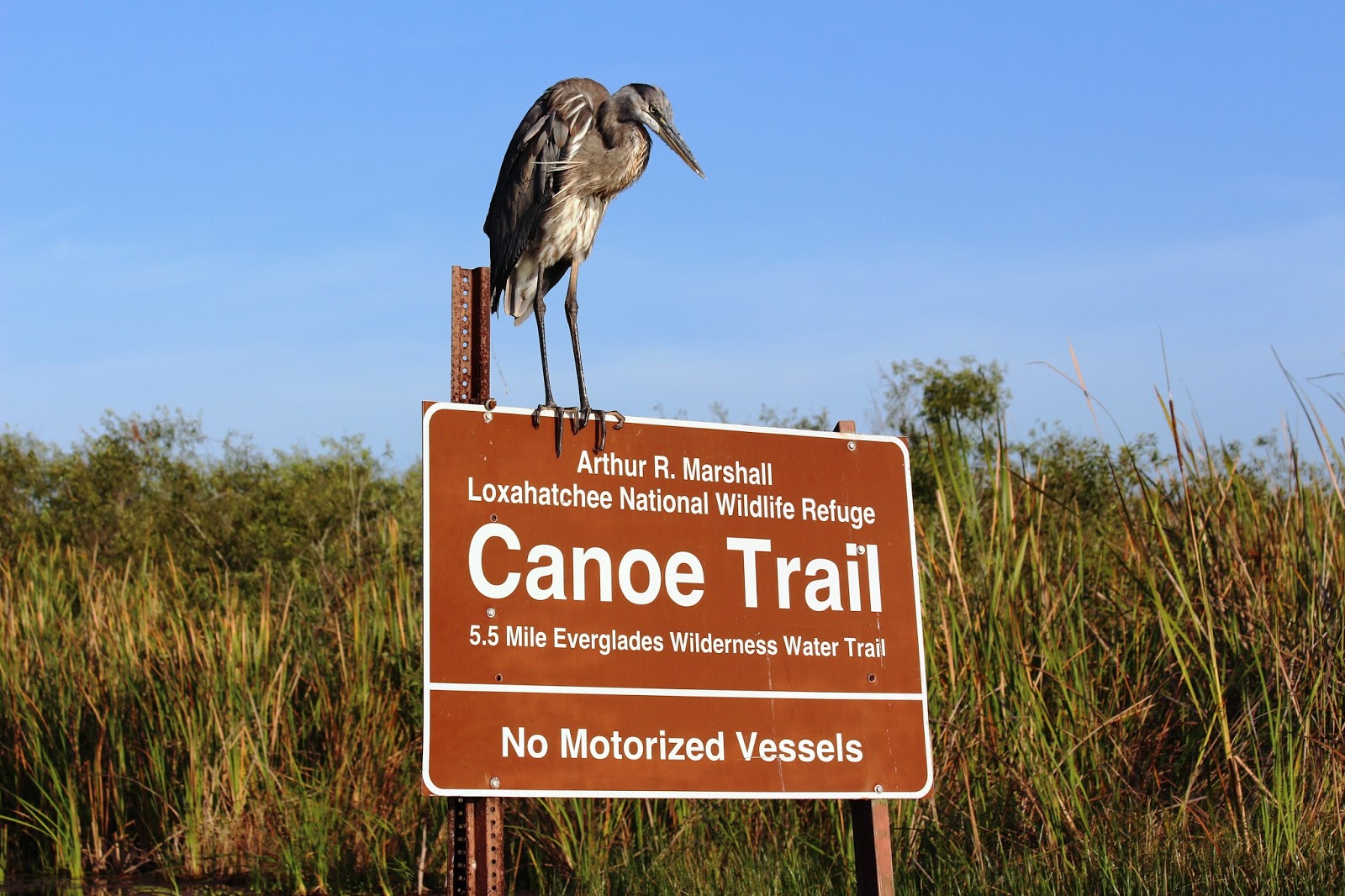 Views From Our Kayak: Arthur R Marshall Loxahatchee National Wildlife ...