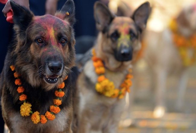Terrierman's Daily Dose: Nepalese Dog Festival Is October 29