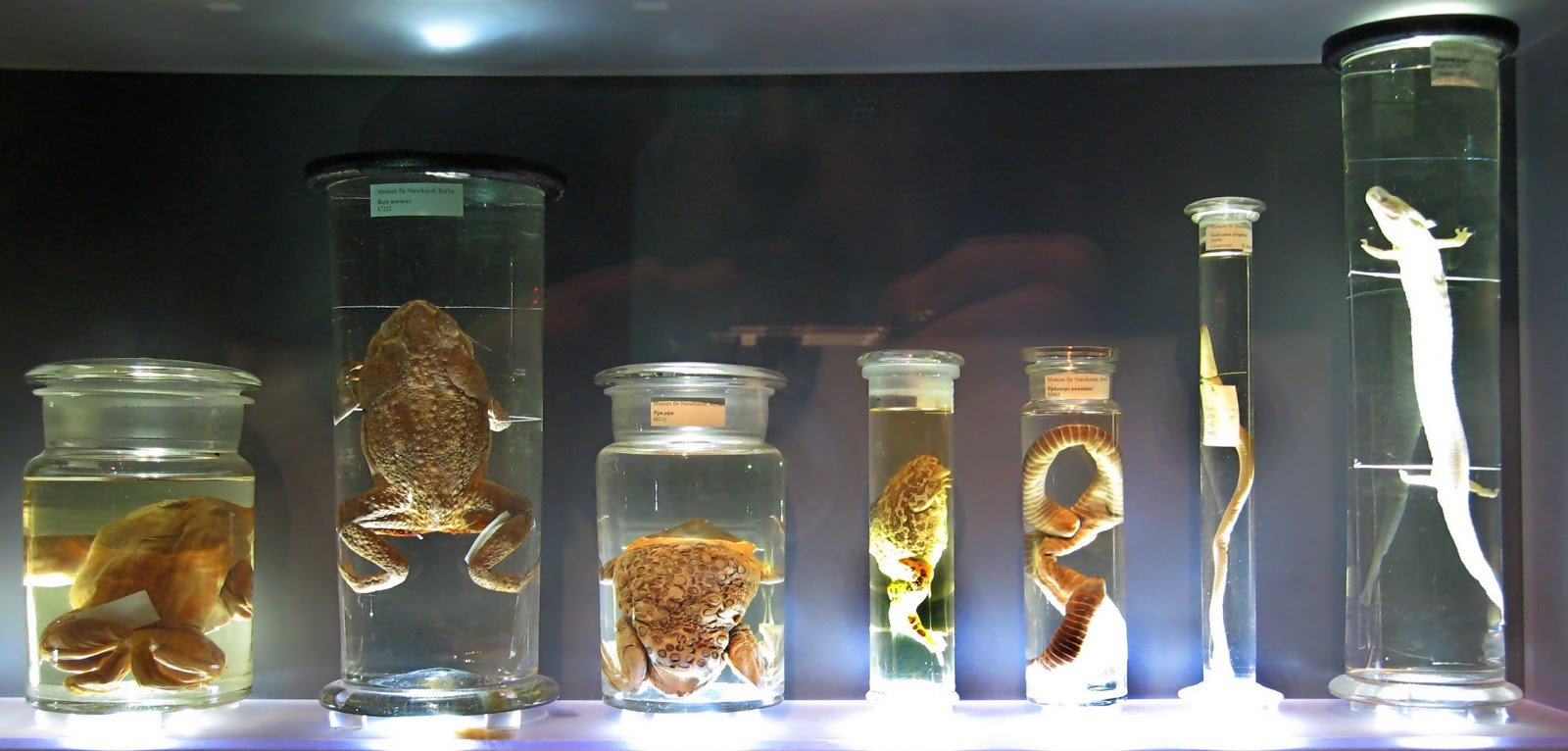 Cara Membuat Awetan Basah Hewan Kadal