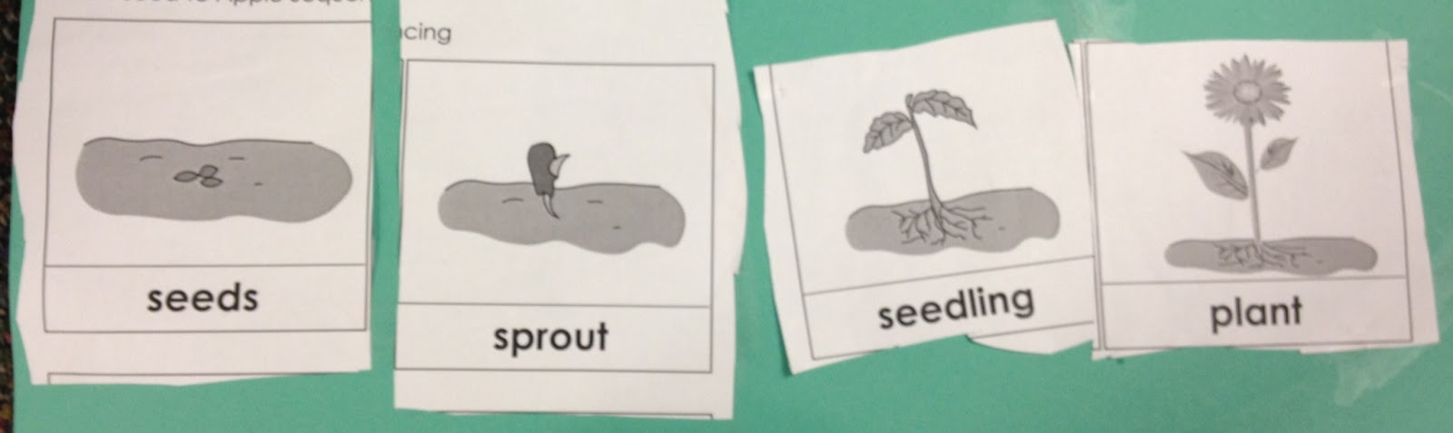 Sweet Life of First Grade: Look what's blooming in our classroom!!