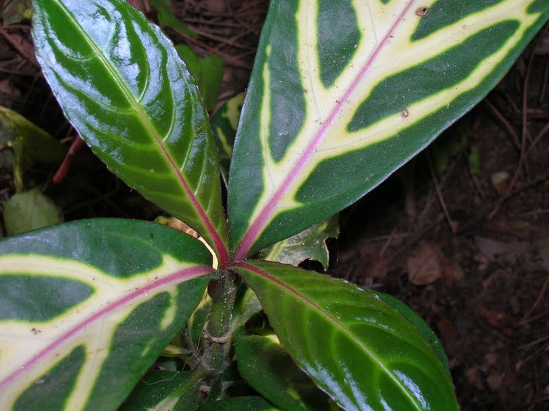 Recregarden: SANCHEZIA SPECIOSA