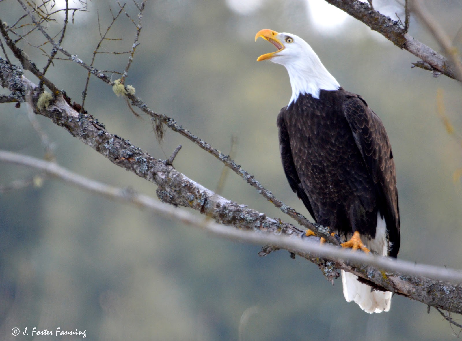 Ferry County, Washington State, U.S.A.: Bald Eagles of Ferry County