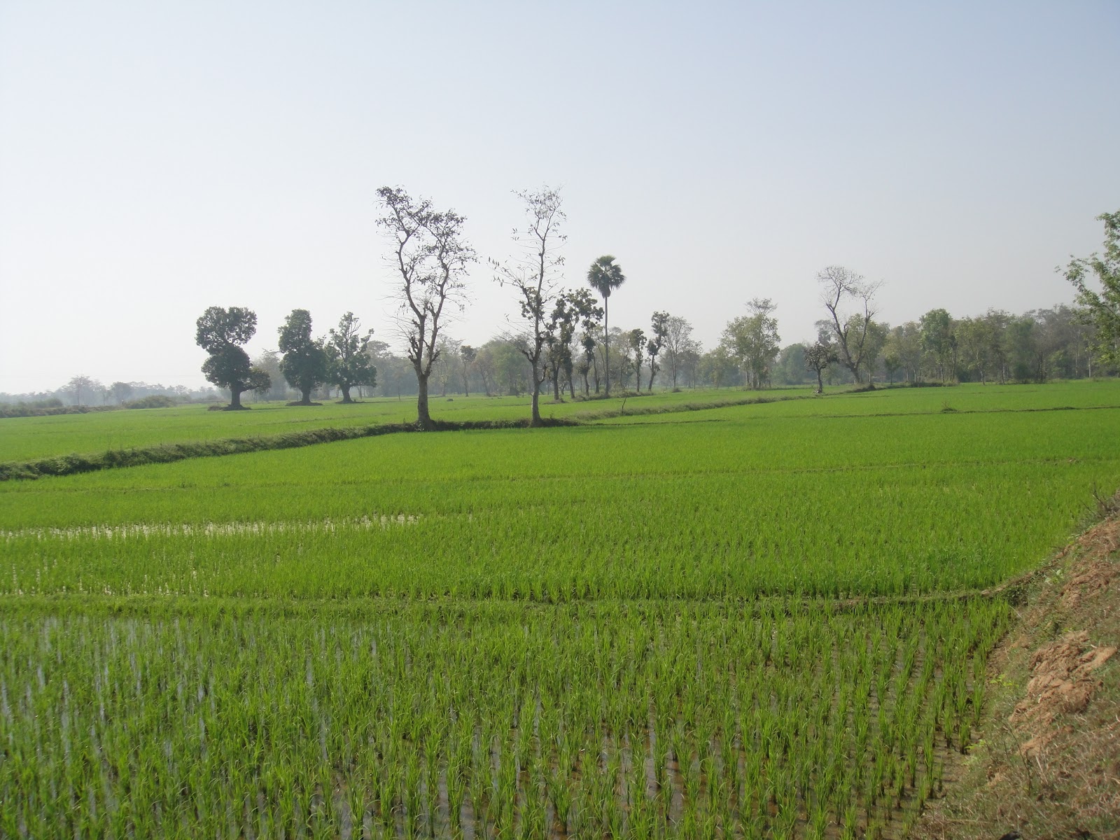 A PICTORIAL VIEW OF BARPALI (ODISHA), INDIA - The Barpali Days