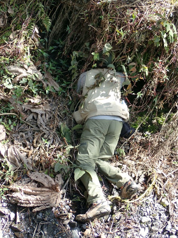 Birdernaturalist: Day 3 in SE Peru: From High to Mid-Elevations