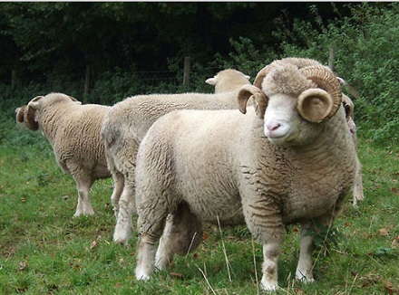 Jenis Domba Unggul Bisa Didapatkan Dengan Cara Ini | Gemar Ternak dan ...