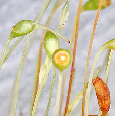 Botany Professor: Mosses of Central Florida 3. Funaria flavicans